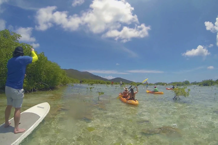 Mangrove Kayaking & Coffee | RISA BVI